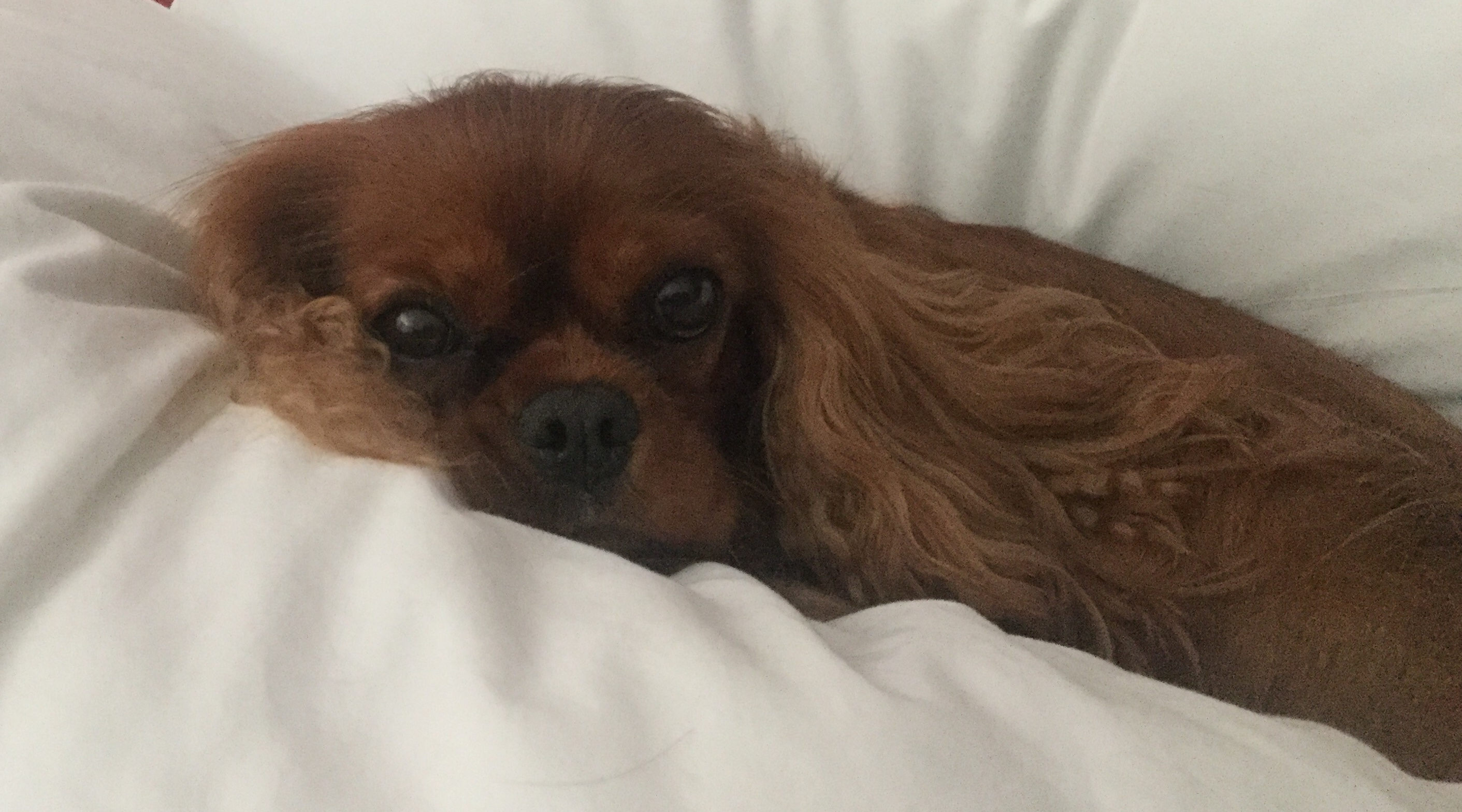 My Cavalier Clown – caninescribbles